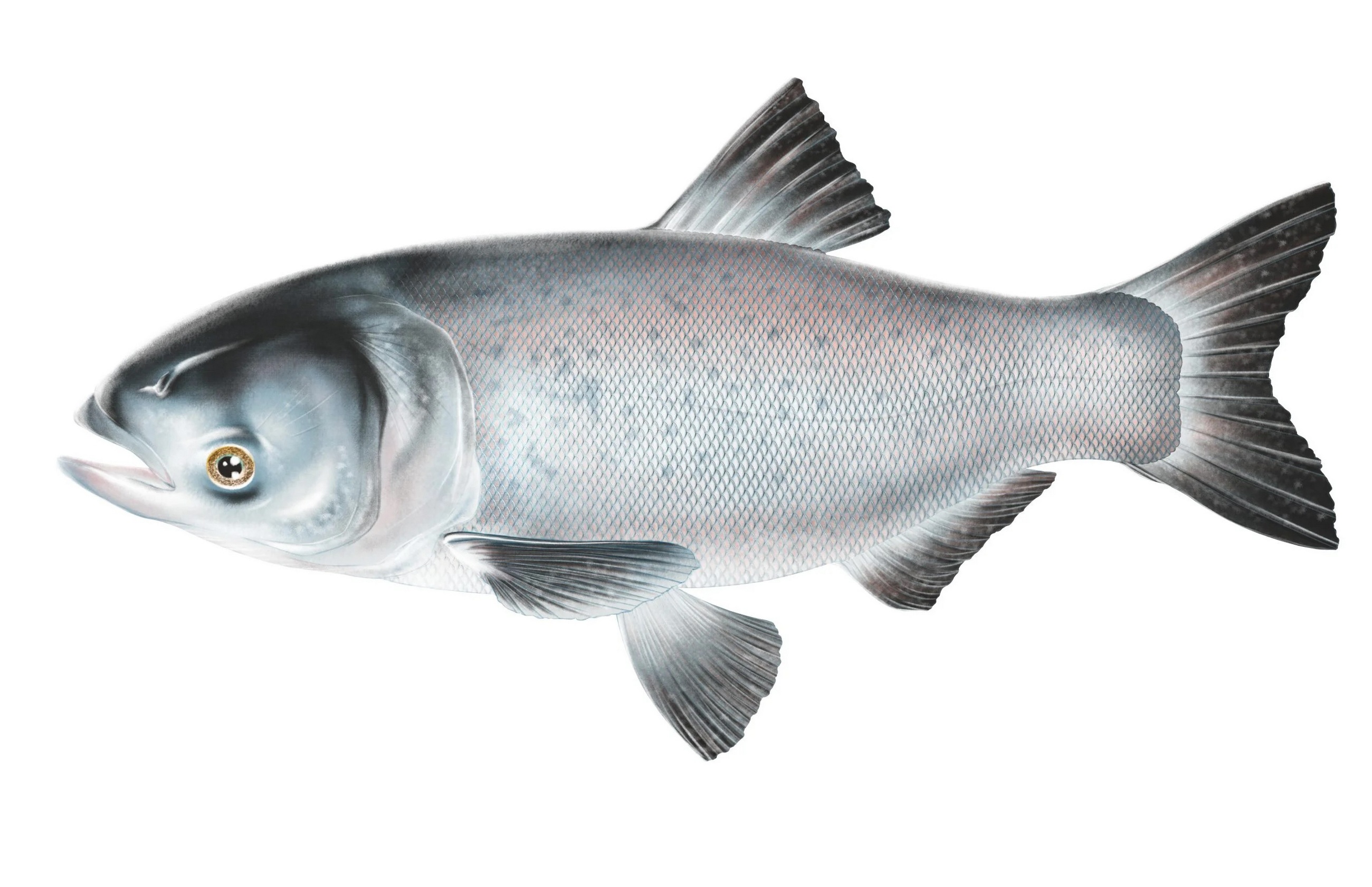 Hypophthalmichthys nobilis (Richardson, 1845)